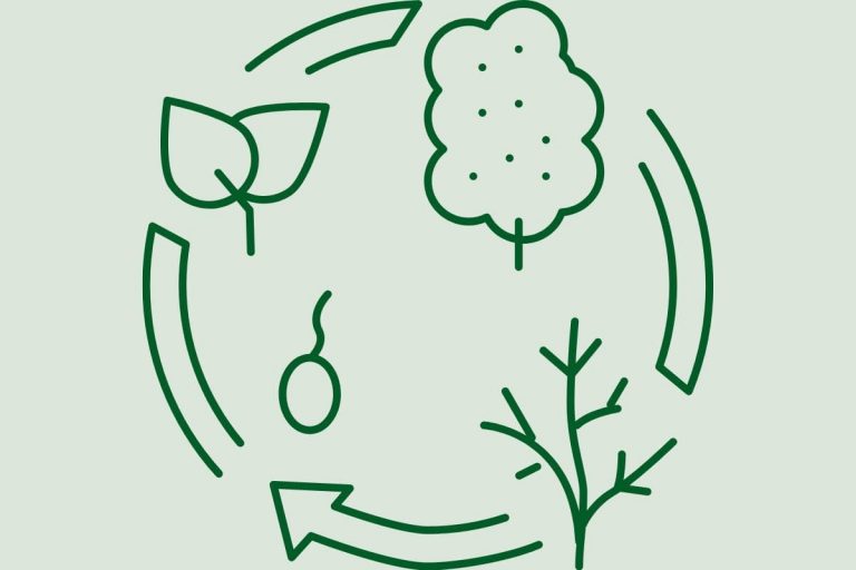 From Seedling to Full Bloom Follow the Intriguing Plant Life Cycle