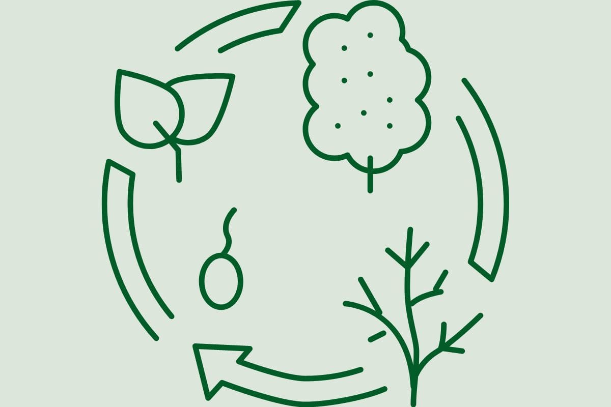 From Seedling to Full Bloom Follow the Intriguing Plant Life Cycle