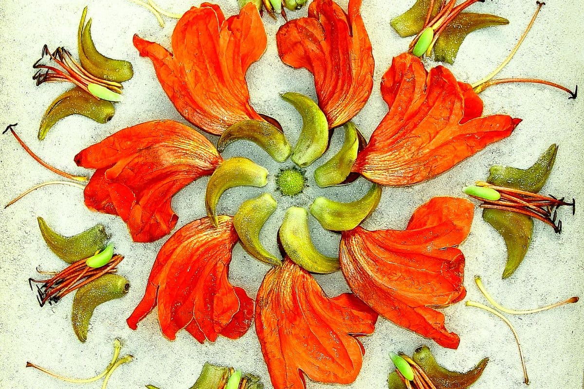 Spiritual Enlightenment In Mandala Flowers Meaning