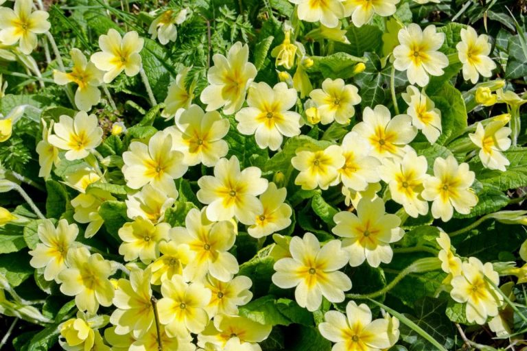 Primrose Birth Flower: Appreciate The Sacred Flower Symbolism - Plantisima