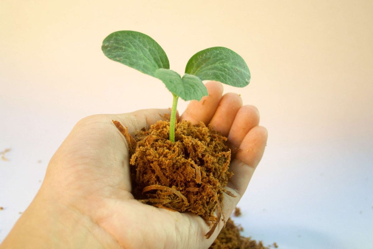 From Seedling to Full Bloom Follow the Intriguing Plant Life Cycle