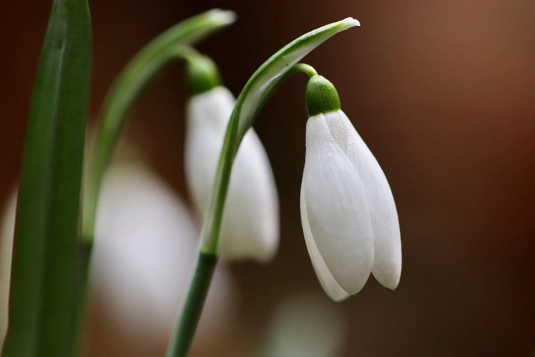 Snowdrop Flower Meaning: Lady Spring Blooms Symbolism