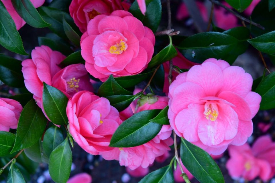 Camellia Japonica: Official Alabama State Flower - Plantisima