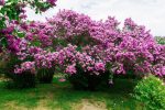 Idaho State Flower: Syringa Fragrant Flowers - Plantisima