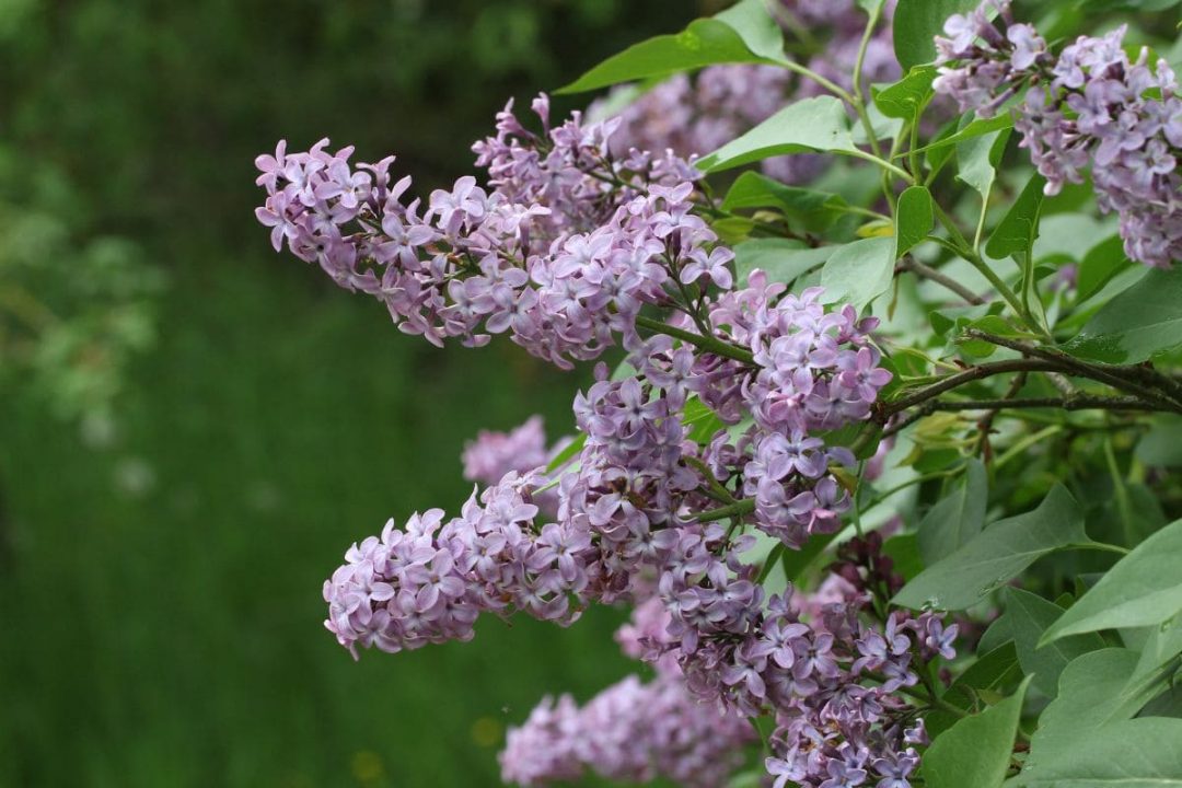 Idaho State Flower: Syringa Fragrant Flowers - Plantisima