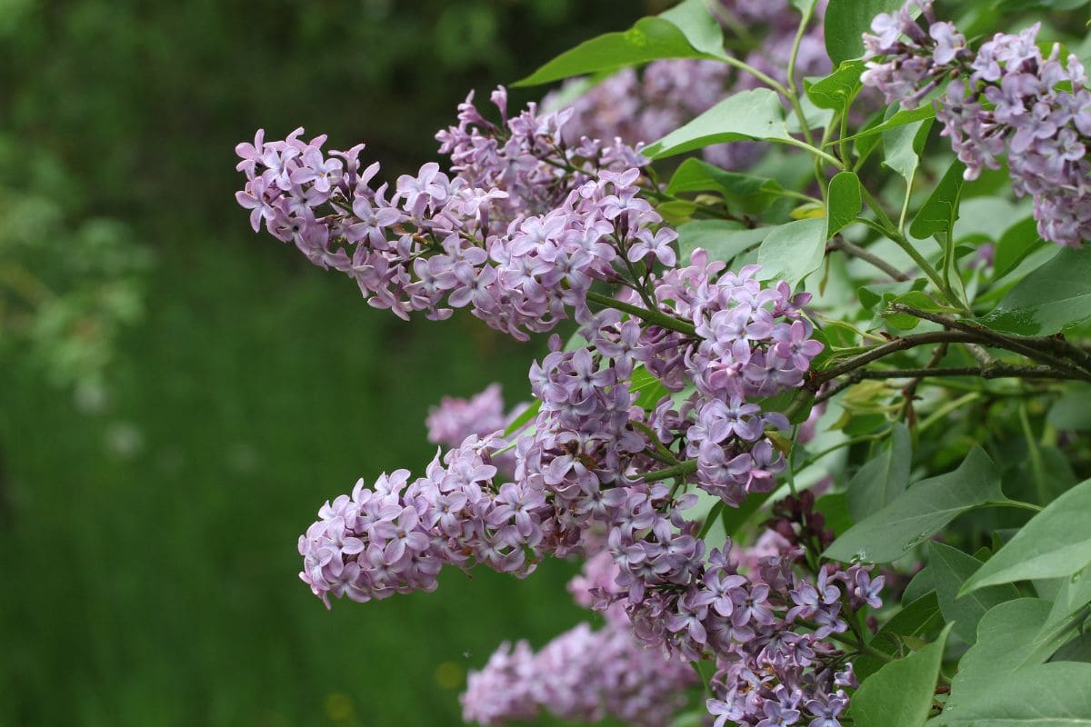 Why Idaho Chose the Syringa as Its State Flower and What Makes It Special