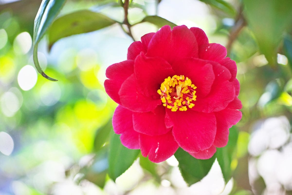Camellia Japonica: Official Alabama State Flower - Plantisima