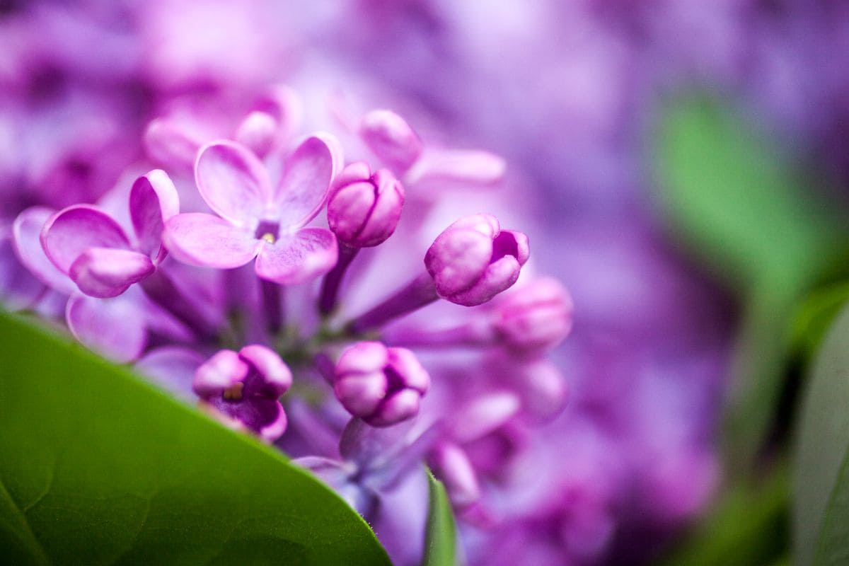 Why Idaho Chose the Syringa as Its State Flower and What Makes It Special