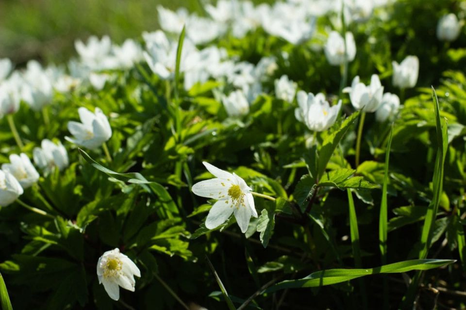 Snowdrop Flower Meaning: Lady Spring Blooms Symbolism
