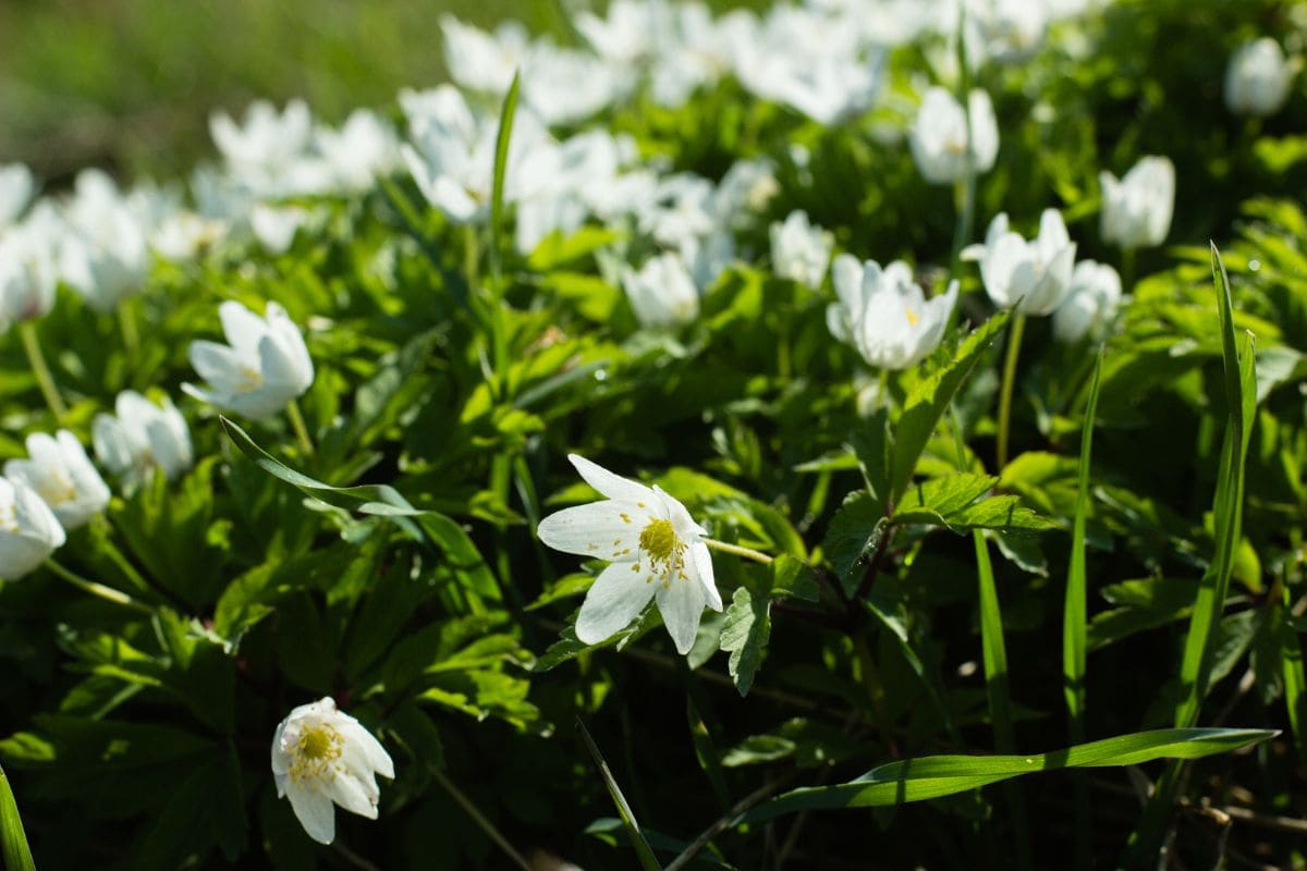 Snowdrop Flower Meaning: Lady Spring Blooms Symbolism
