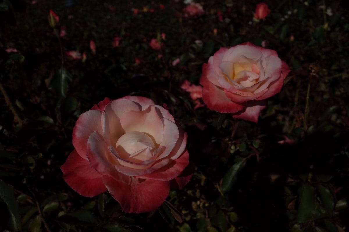 Flowers For Gemini: Lovely Gemini Birth Flowers - Plantisima