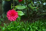 Camellia Japonica: Official Alabama State Flower - Plantisima