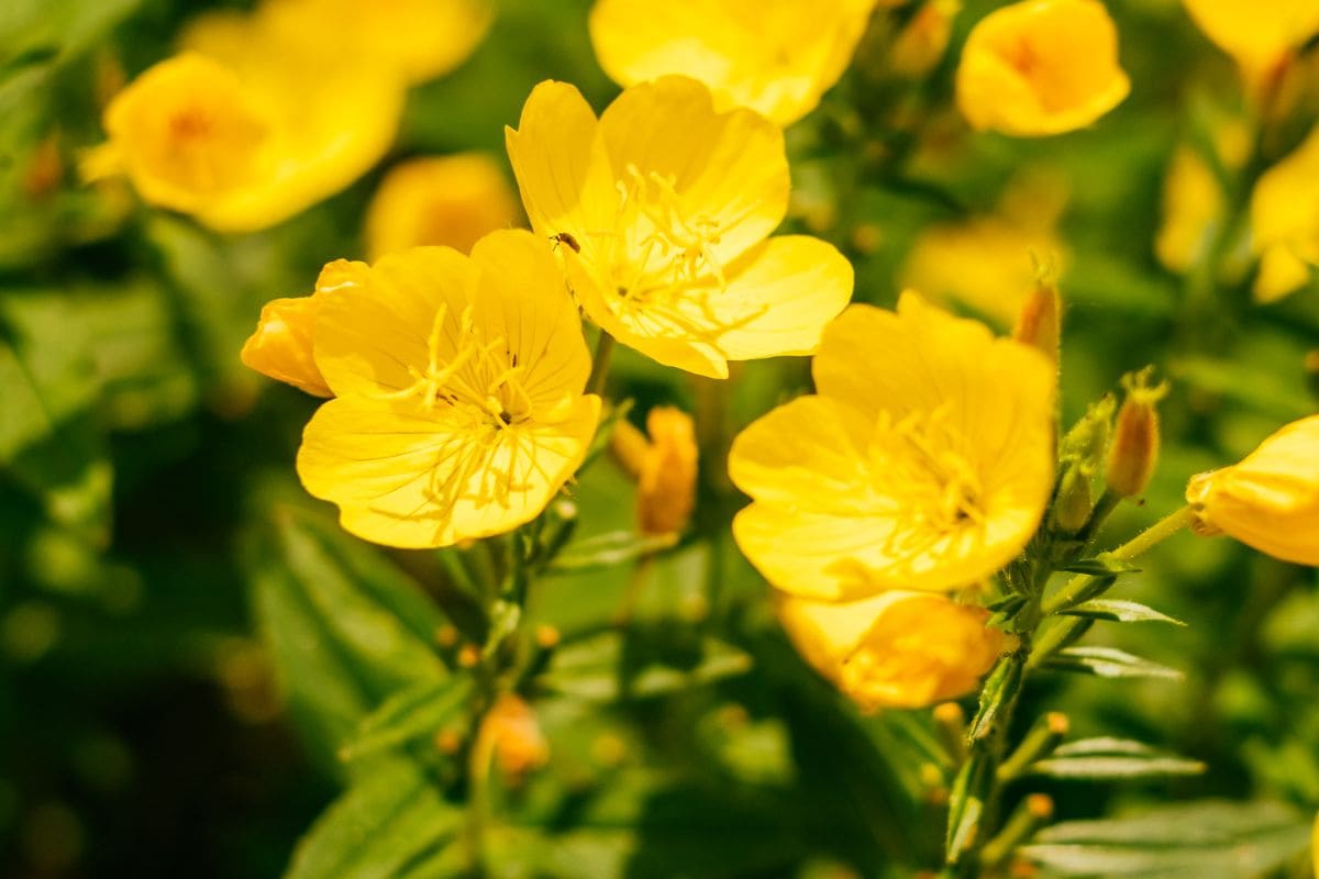 Primrose Birth Flower: Appreciate The Sacred Flower Symbolism - Plantisima