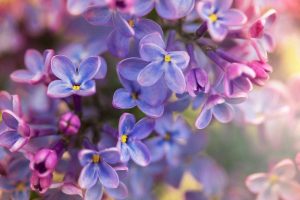 Idaho State Flower: Syringa Fragrant Flowers - Plantisima