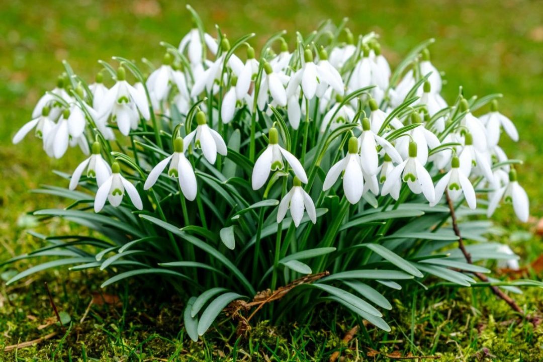 Snowdrop Flower Meaning: Lady Spring Blooms Symbolism - Plantisima