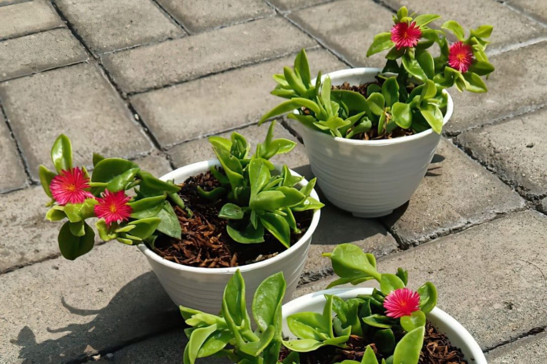 Everything You Need to Know About Baby Sun Rose Care - Plantisima