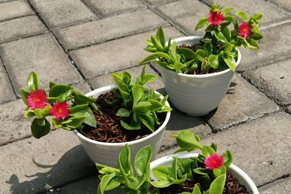 Everything You Need to Know About Baby Sun Rose Care - Plantisima