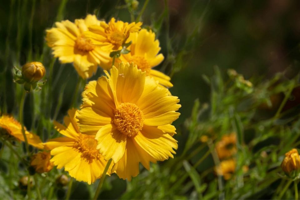 11 Outstanding Low Maintenance Plants For Arizona Gardens