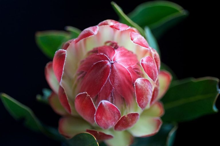 11 Outstanding Low Maintenance Plants For Arizona Gardens