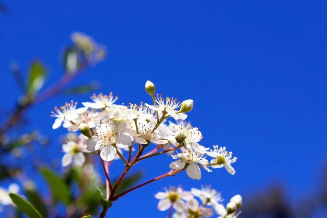 11 Outstanding Low Maintenance Plants For Arizona Gardens