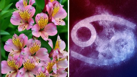 5 Beautiful Birth Flowers For Cancer Zodiac Sign - Plantisima