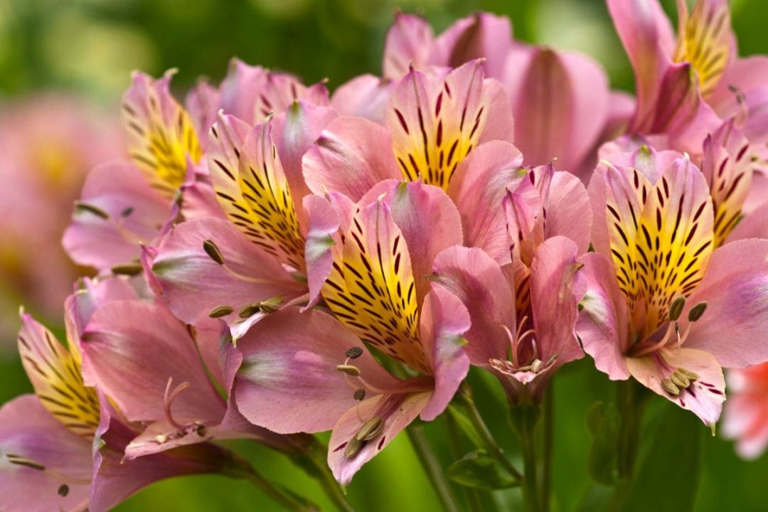 5 Beautiful Birth Flowers For Cancer Zodiac Sign - Plantisima