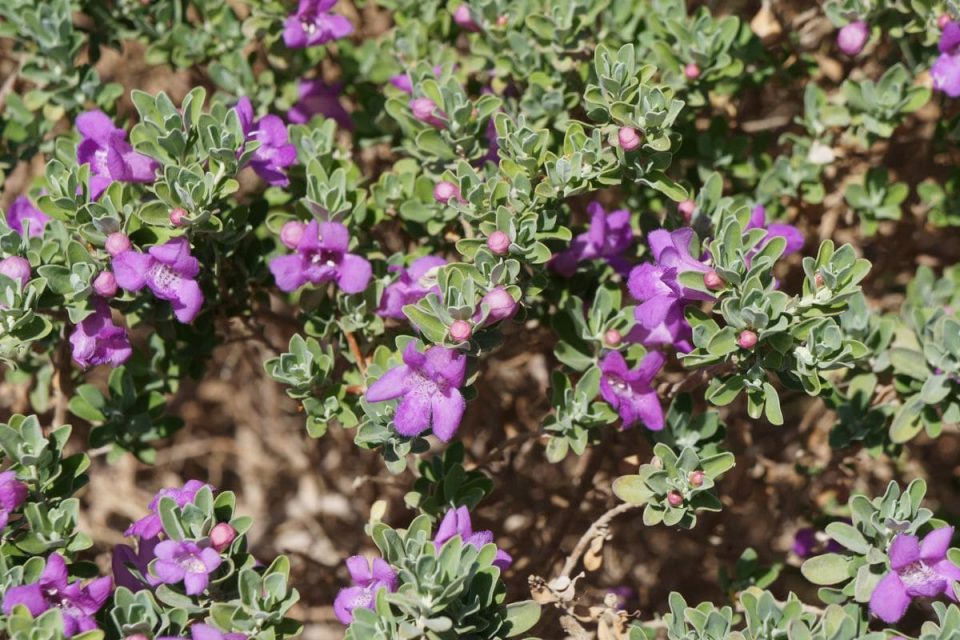 11 Outstanding Low Maintenance Plants For Arizona Gardens