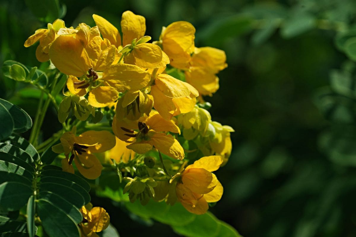 11 Outstanding Low Maintenance Plants For Arizona Gardens - Plantisima