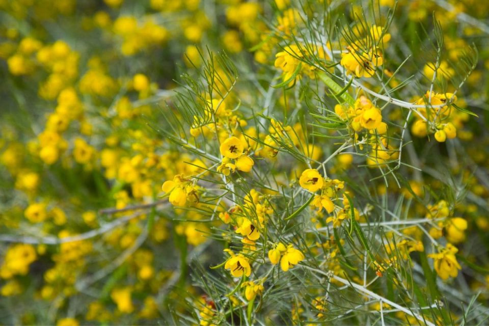 11 Outstanding Low Maintenance Plants For Arizona Gardens