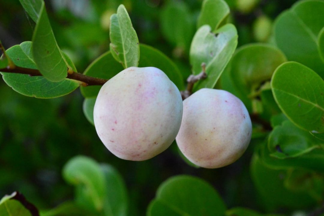 All About the Rare Cocoplum Shrub with Care Tips and Fun Facts - Plantisima