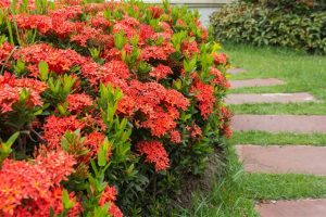 Nurture Your Ixora Tropical Plants with This Essential Guide - Plantisima