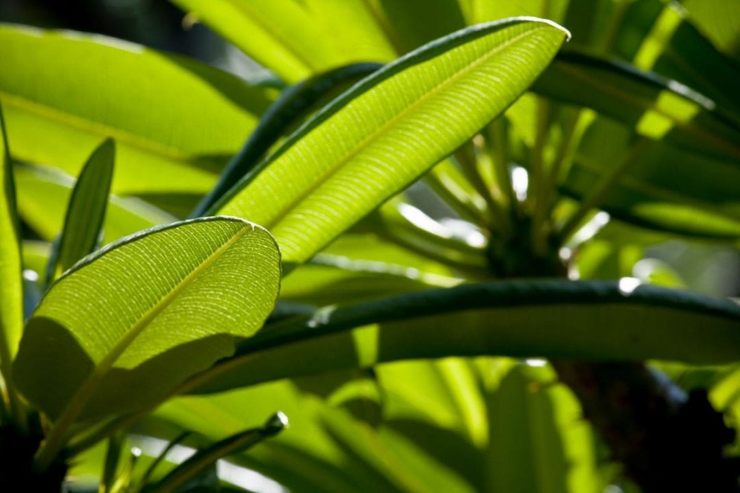 Madagascar Palm: Simple And Effective Care Guide - Plantisima