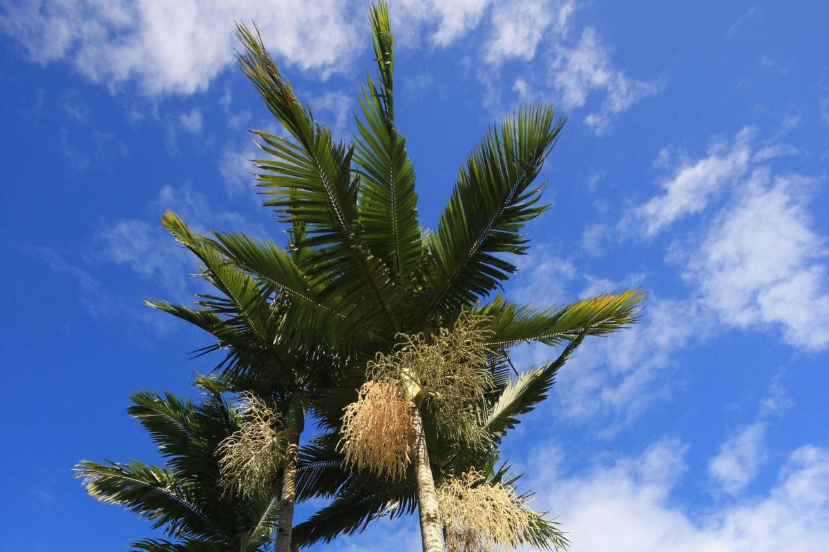 Say Goodbye to Yard Mess with Alexander Palms: The Self-Cleaning Palm ...