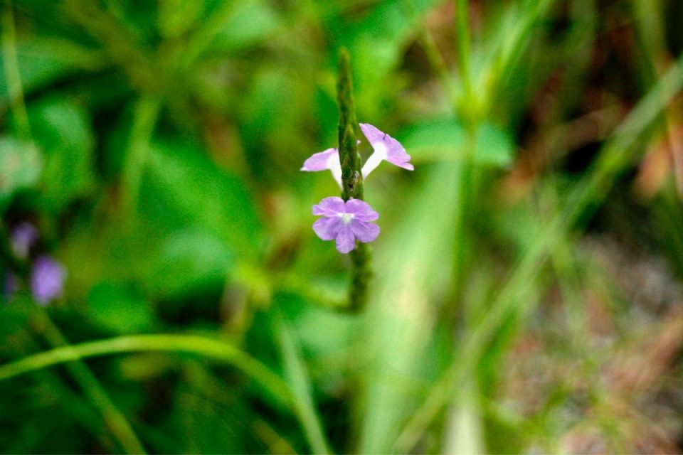 Making Beautiful Gardens With Porterweed Plants
