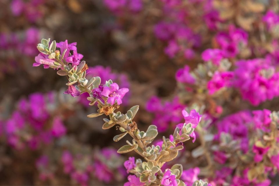The Texas Sage is a Low-Effort Shrub Suitable for All Yards - Plantisima