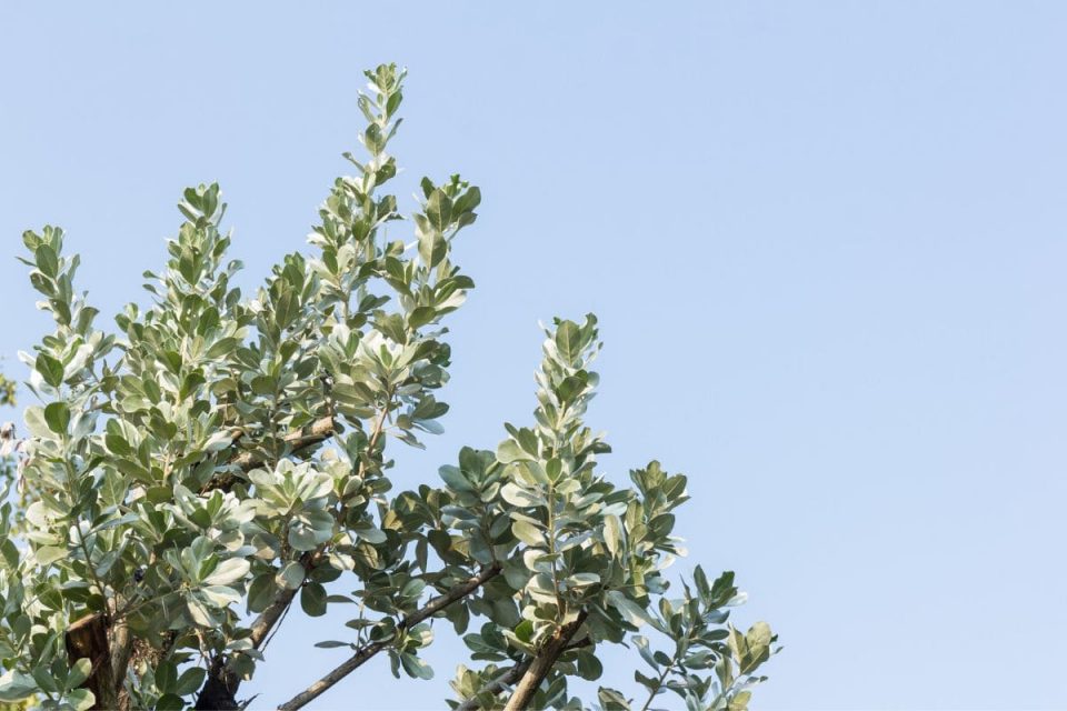 Create a Gorgeous Garden Hedge with Silver Buttonwood Tree
