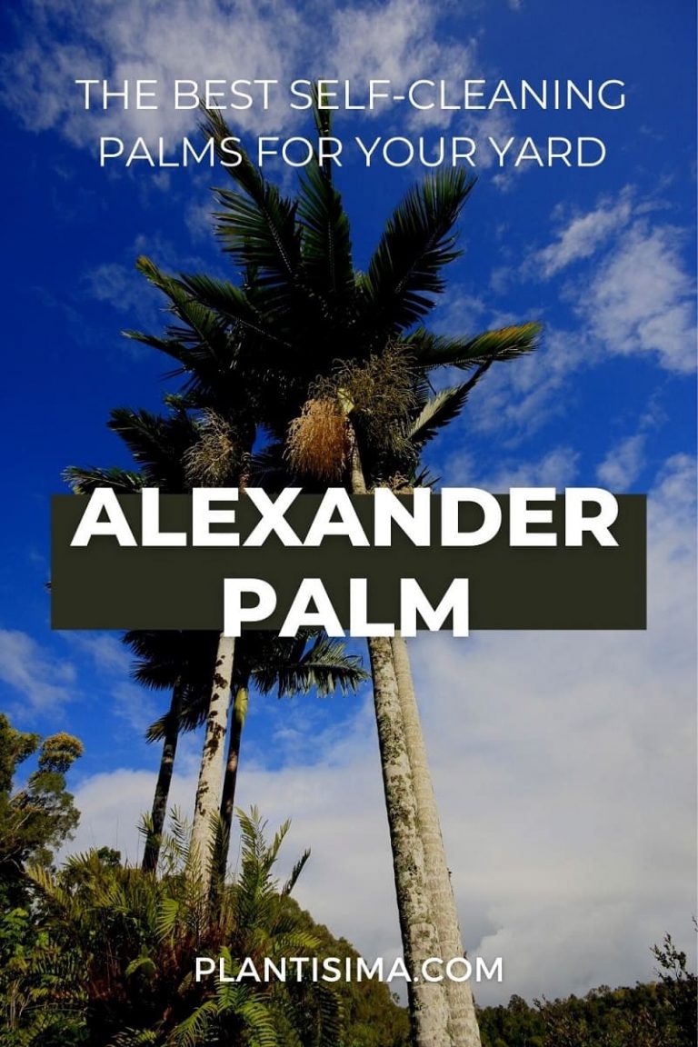 Say Goodbye to Yard Mess with Alexander Palms: The Self-Cleaning Palm You Need!