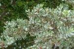 Create a Gorgeous Garden Hedge with Silver Buttonwood Tree