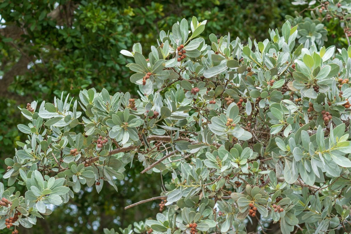 Create a Gorgeous Garden Hedge with Silver Buttonwood Tree