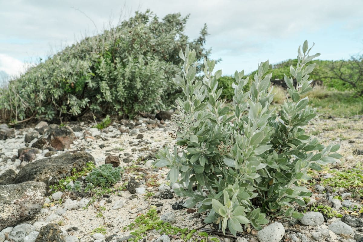 Create a Gorgeous Garden Hedge with Silver Buttonwood Tree