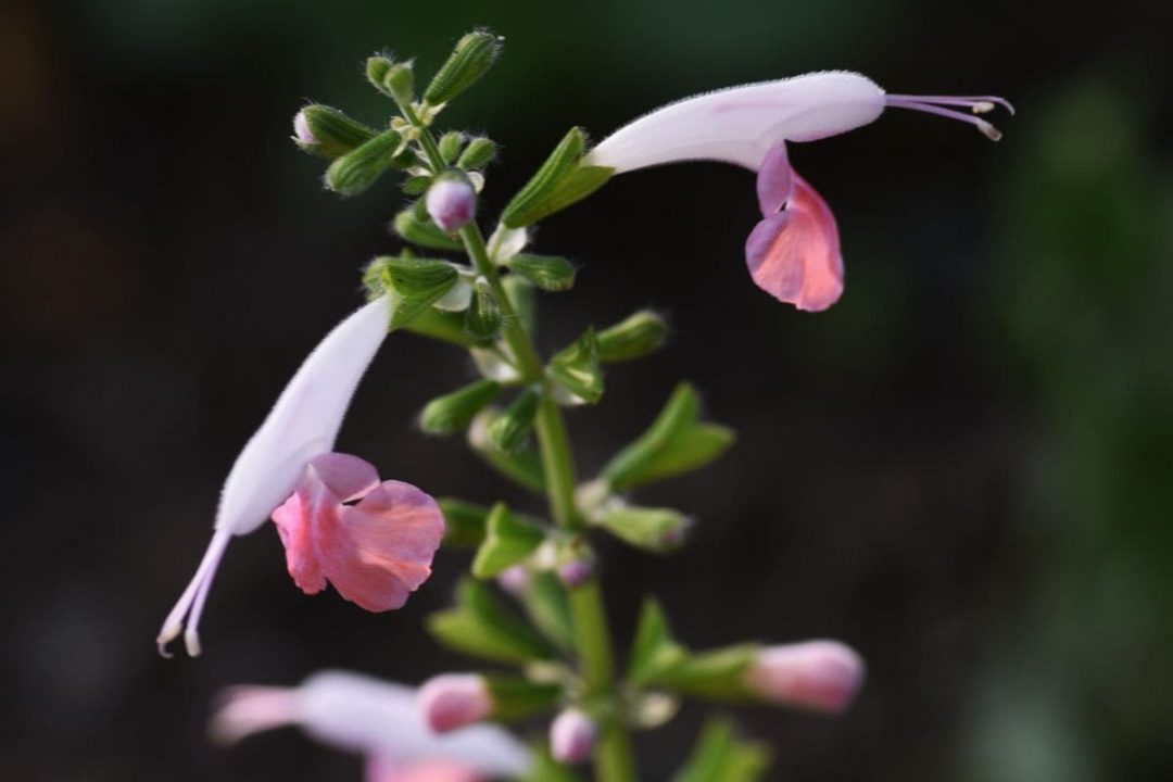 The Texas Sage is a Low-Effort Shrub Suitable for All Yards - Plantisima