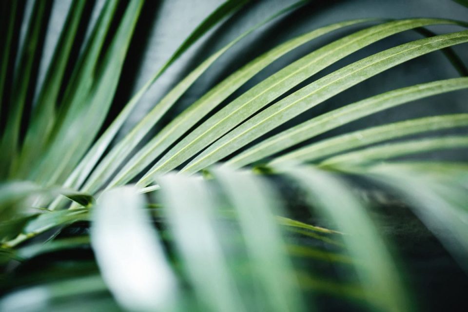 Areca Palm: Choose The Best Golden Cane Palm As Your Hedge Tree