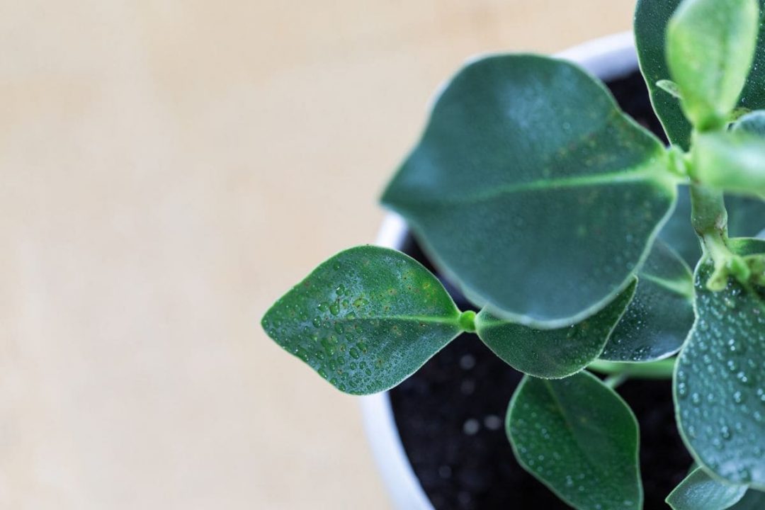 Clusia: How To Take Care Of The Special Clusia Species - Plantisima