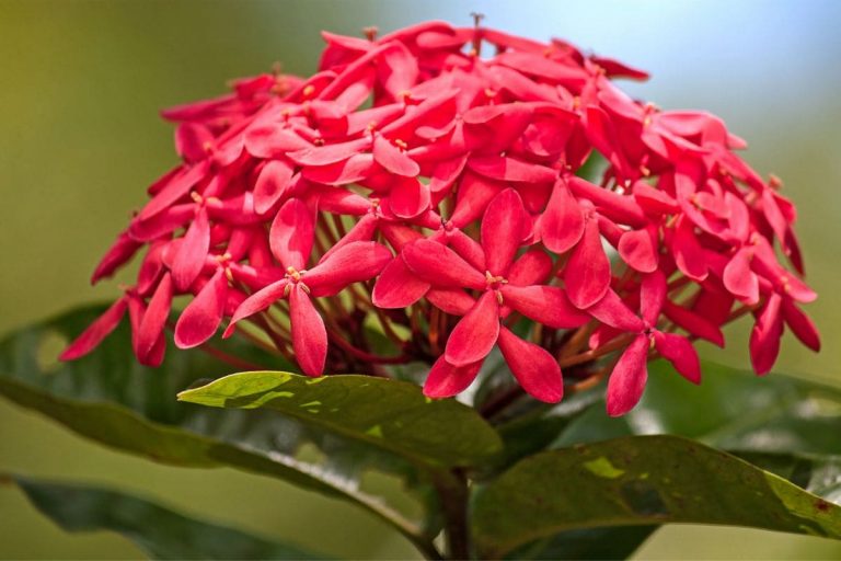 Nurture Your Ixora Tropical Plants with This Essential Guide - Plantisima