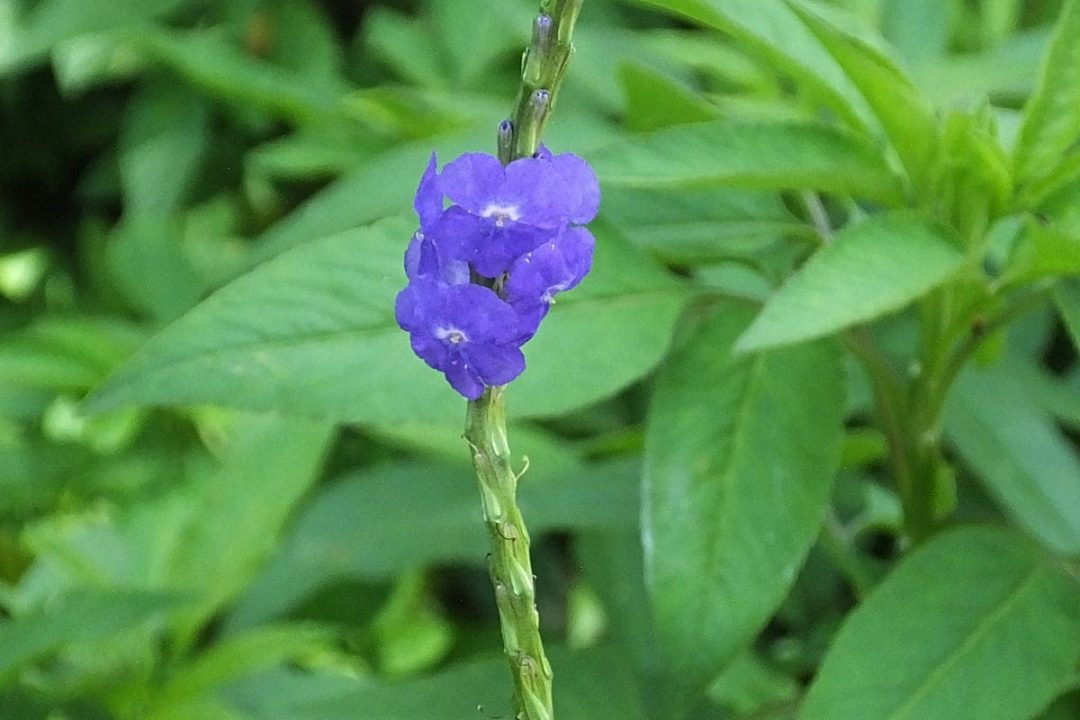 Making Beautiful Gardens With Porterweed Plants - Plantisima