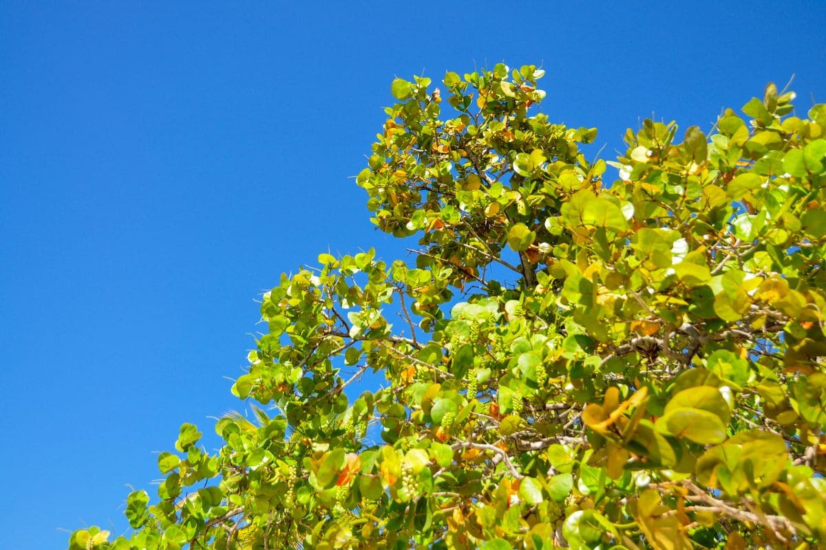 Cheap Sea Grape Tree: Ornamental Shrub Care Guide - Plantisima