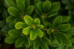 Umbrella Tree Florida: The Best Exotic Plant For Your Graden - Plantisima