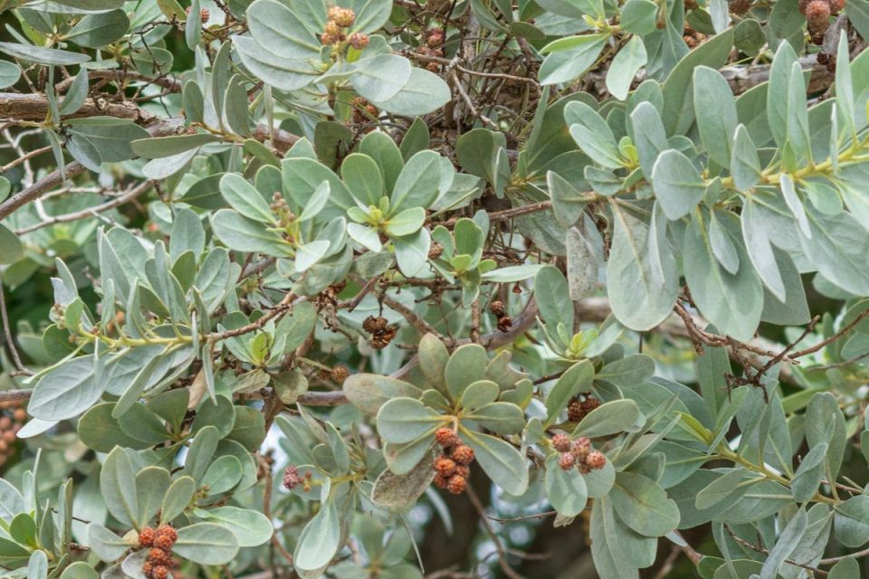 Create a Gorgeous Garden Hedge with Silver Buttonwood Tree