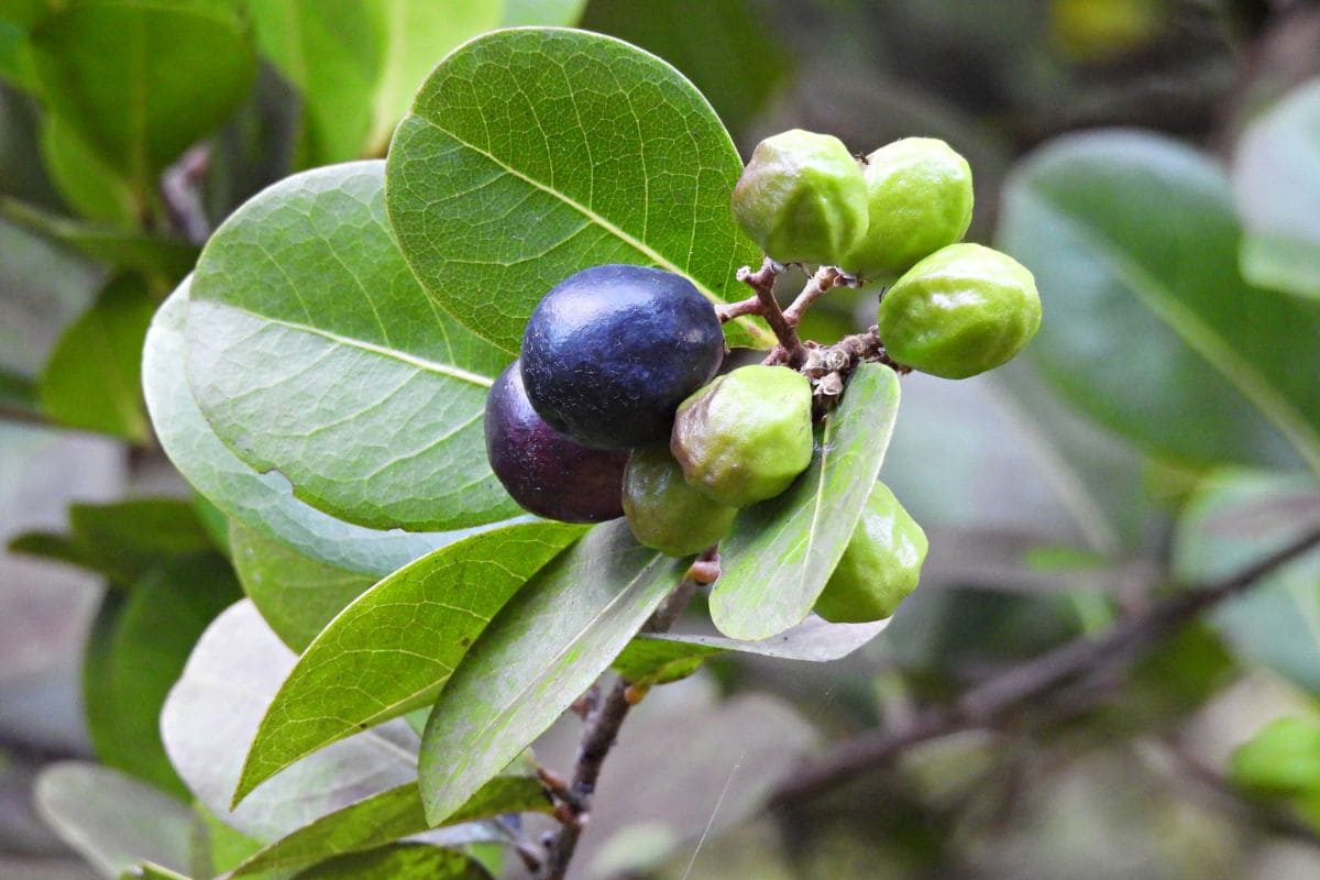 All About the Rare Cocoplum Shrub with Care Tips and Fun Facts - Plantisima