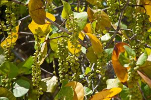 Cheap Sea Grape Tree: Ornamental Shrub Care Guide - Plantisima